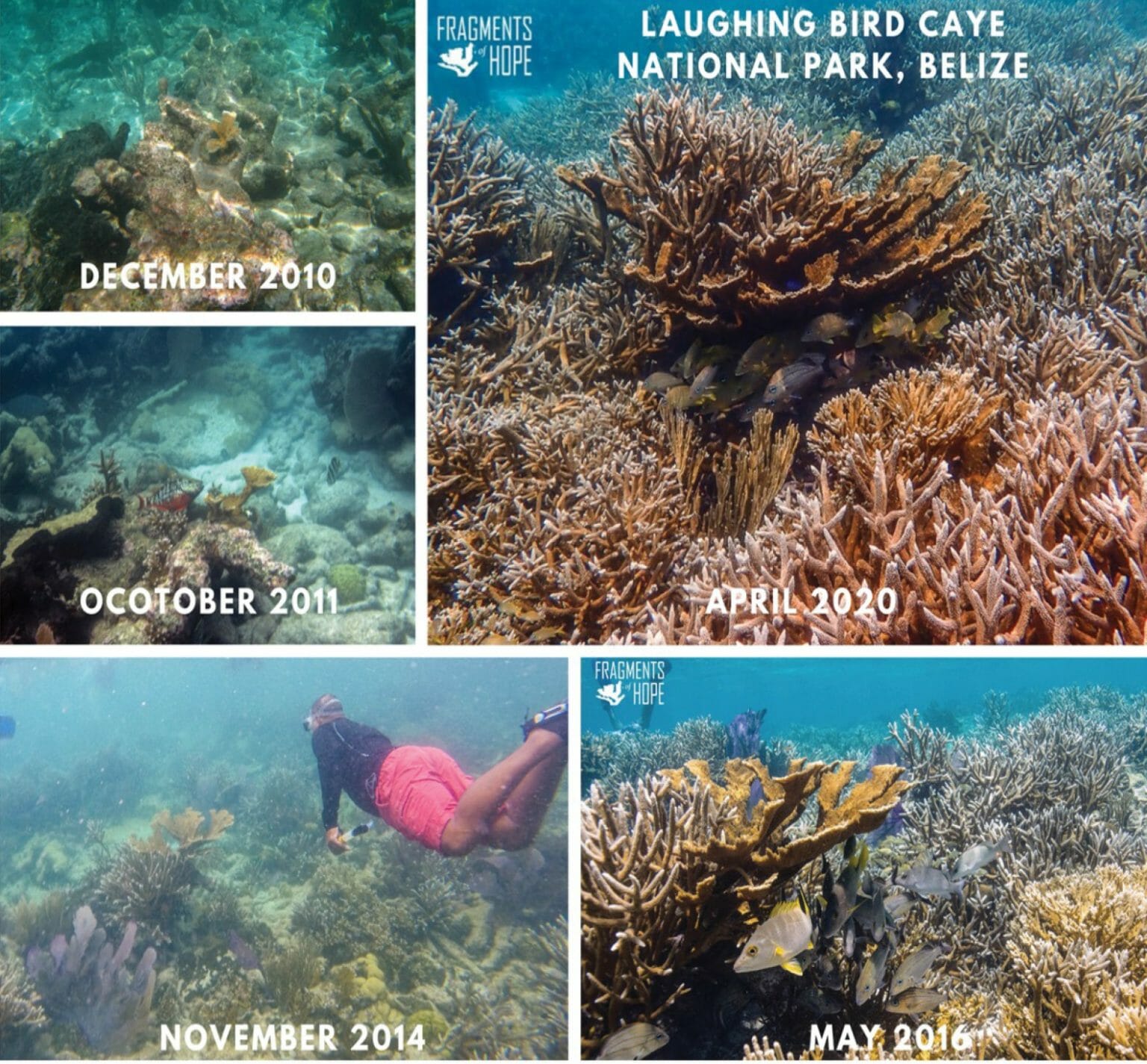 Teaching Children the Importance of Coral Reefs - OCQ
