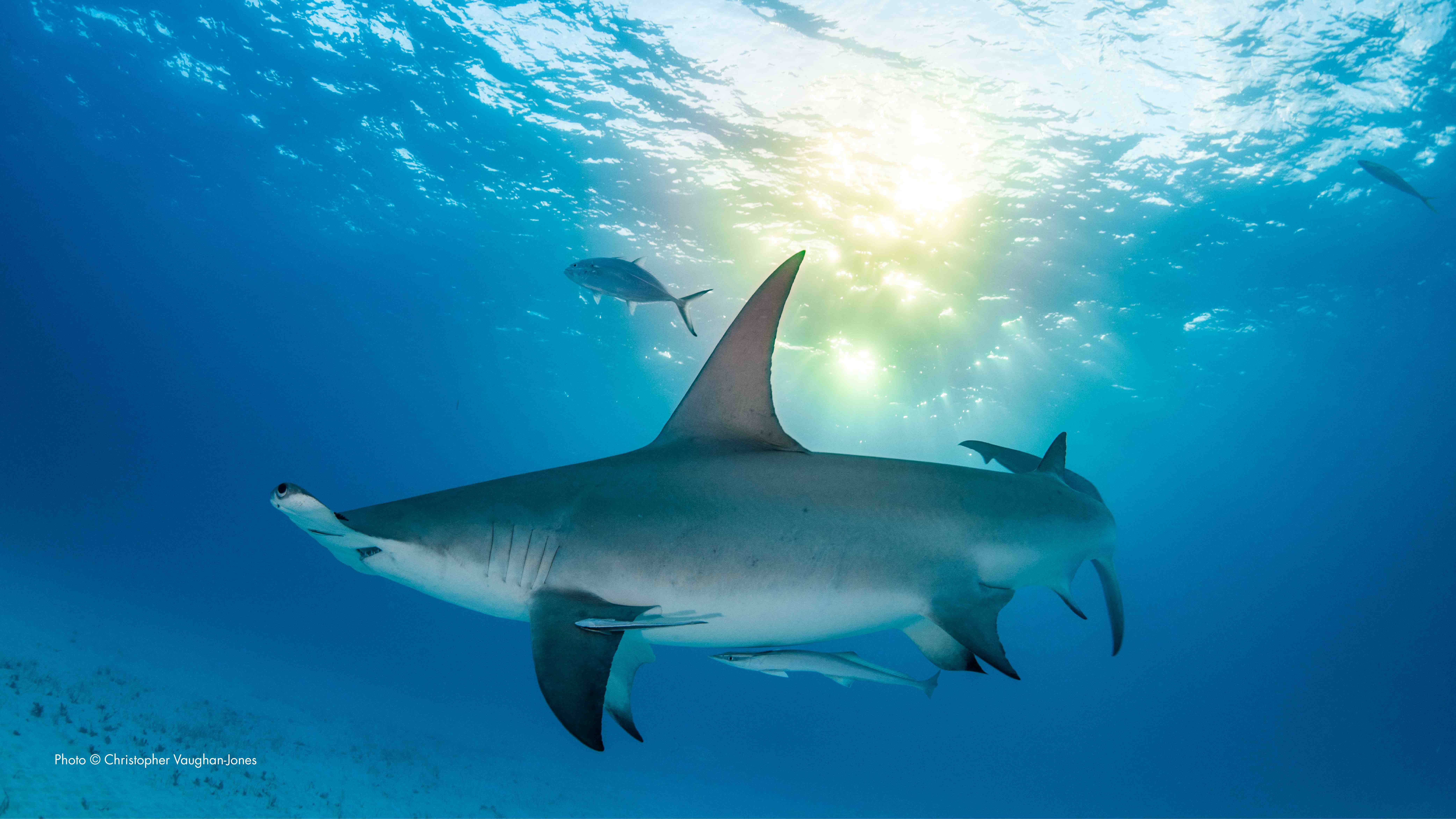 Turning the Tide - Ocean and Shark Conservation - OCQ