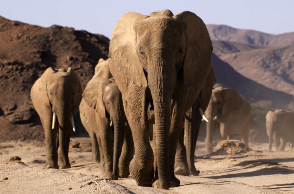 Elephants: Giants of the Desert, a new 3D Documentary, Now Playing at ...